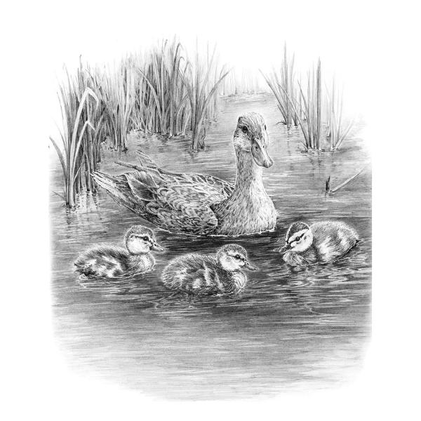 Crochiu (schita) pentru incepatori Royal Langnickel - Ratuste la apa ...