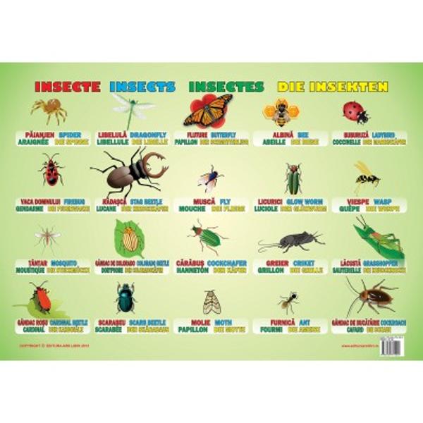"Plansa - Insecte (plansa 50x70cm - romana, engleza, franceza, germana ...