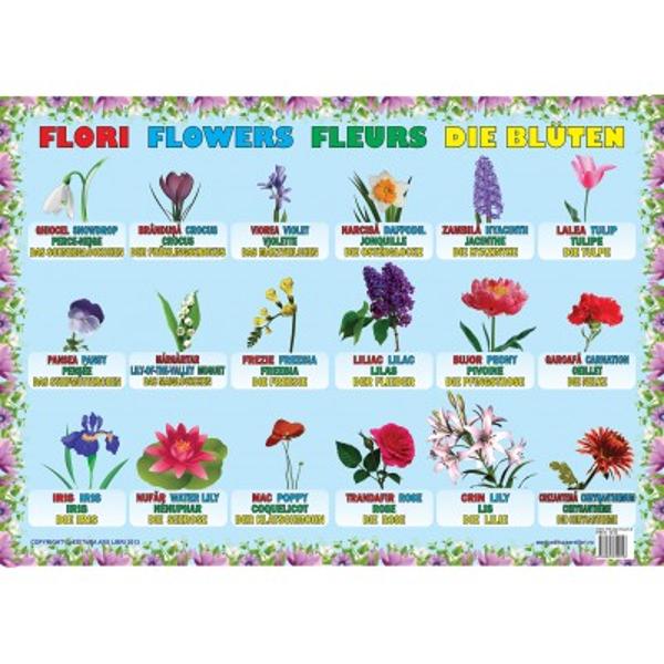 "Plansa - Flori (plansa 50x70cm - romana, engleza, franceza, germana ...