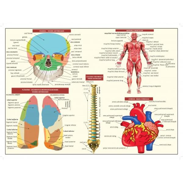 Plansa Anatomie 1 - Bodea Mariana - Libraria CLB